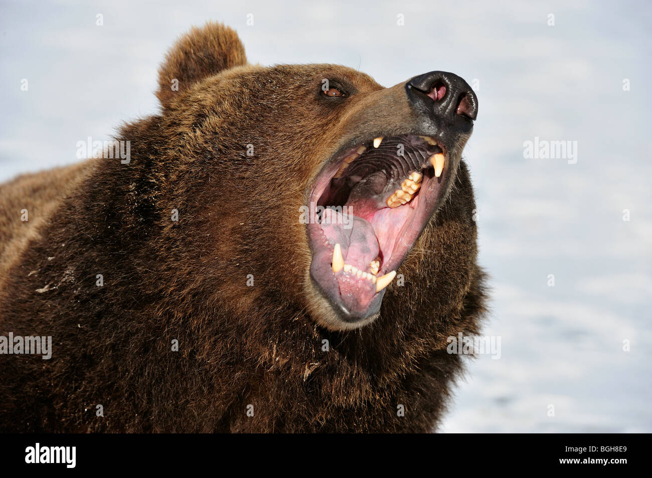 Grizzly bear (Ursus arctos) - captive snarling, Bozeman, Montana, USA ...