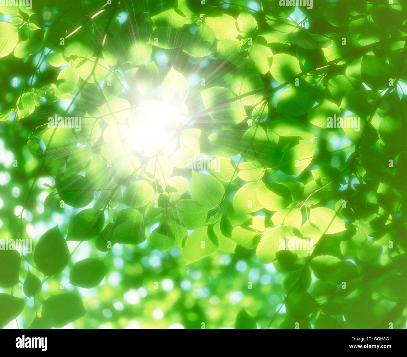 Sun shining through green leaves Stock Photo - Alamy