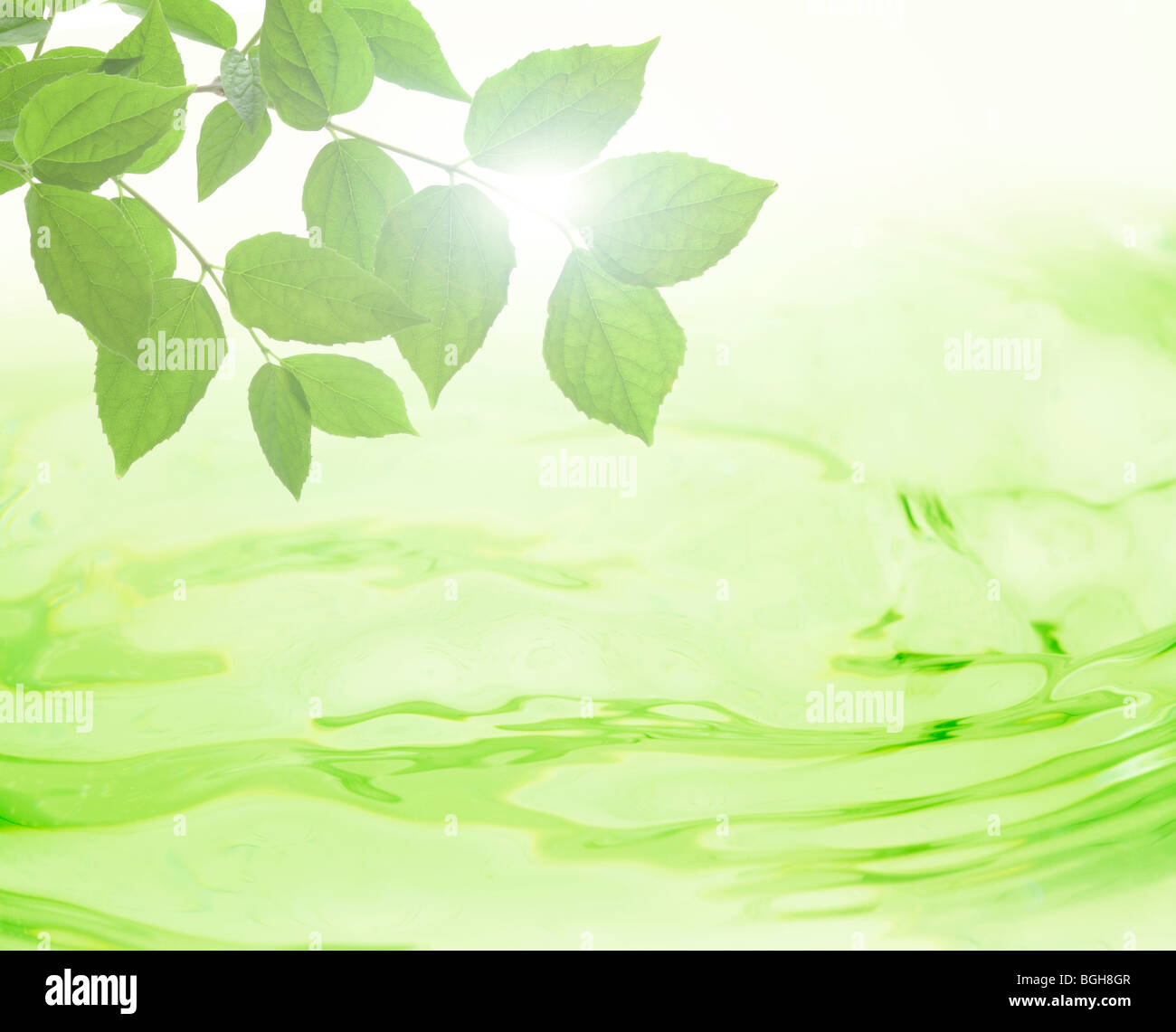 Green leaves hanging over water Stock Photo - Alamy
