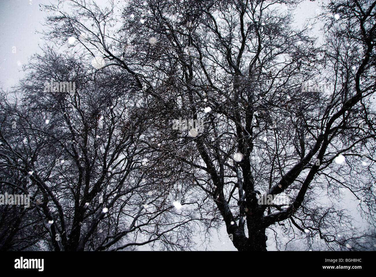 Hackney. London Fields. Snow. Trees with snow falling Stock Photo - Alamy