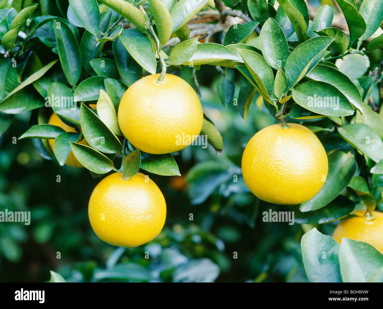 Hassaku hi-res stock photography and images - Alamy