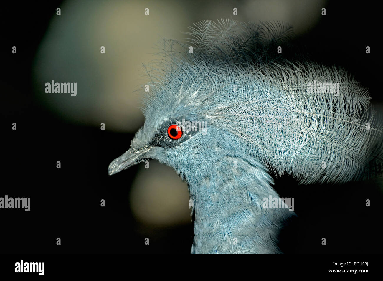 Aviary zoo hi-res stock photography and images - Alamy