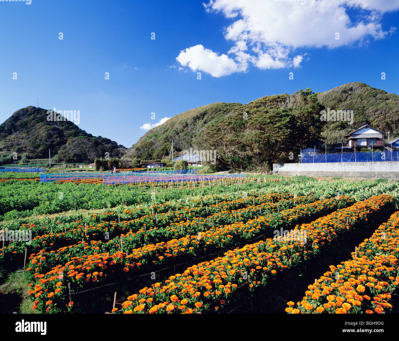 English Marigold farm Minama-Boso Chiba Prefecture Japan Stock Photo ...