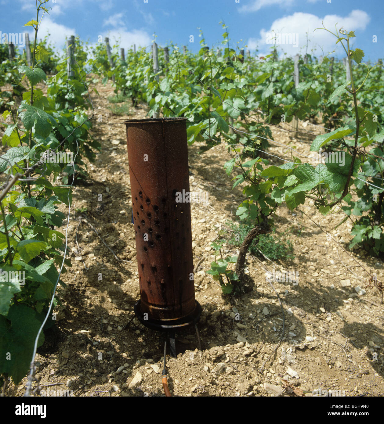 Premier cru Chablis vineyard with burner used for frost protection in ...