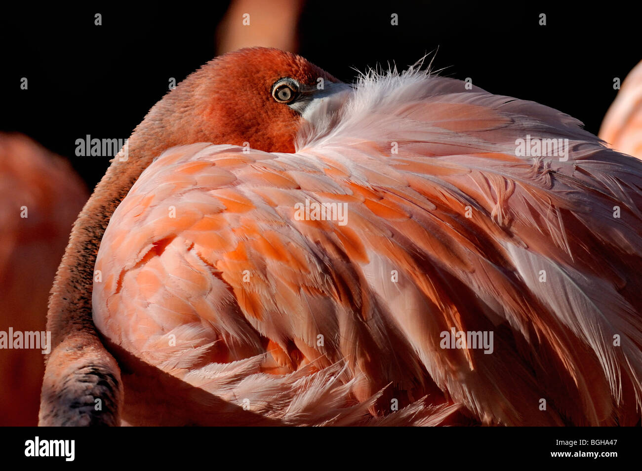 Flamingo in the San Diego zoo in California, USA Stock Photo - Alamy