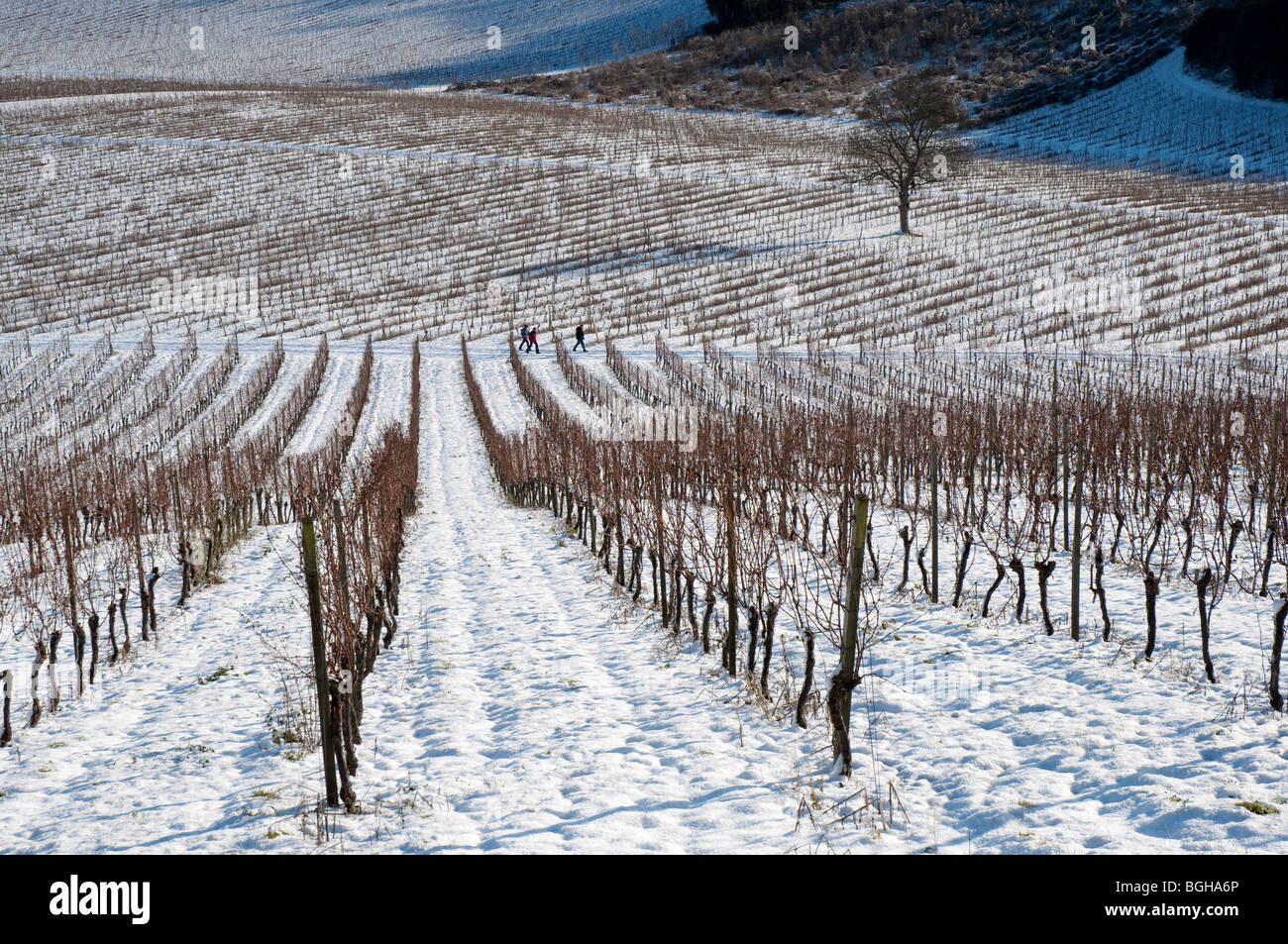 A vineyard covered in snow on a clear Winter's day in the North Downs ...