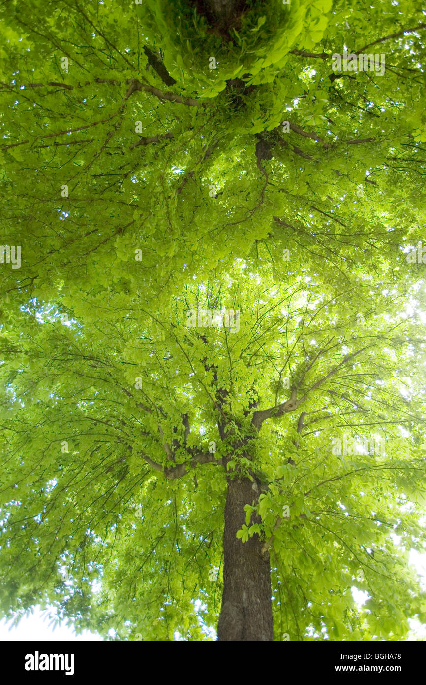Horse chestnut tree. Paris, France Stock Photo - Alamy