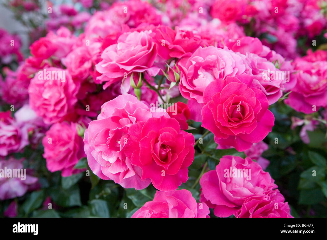 What Does A Bright Pink Rose Mean at Caleb Bateson blog
