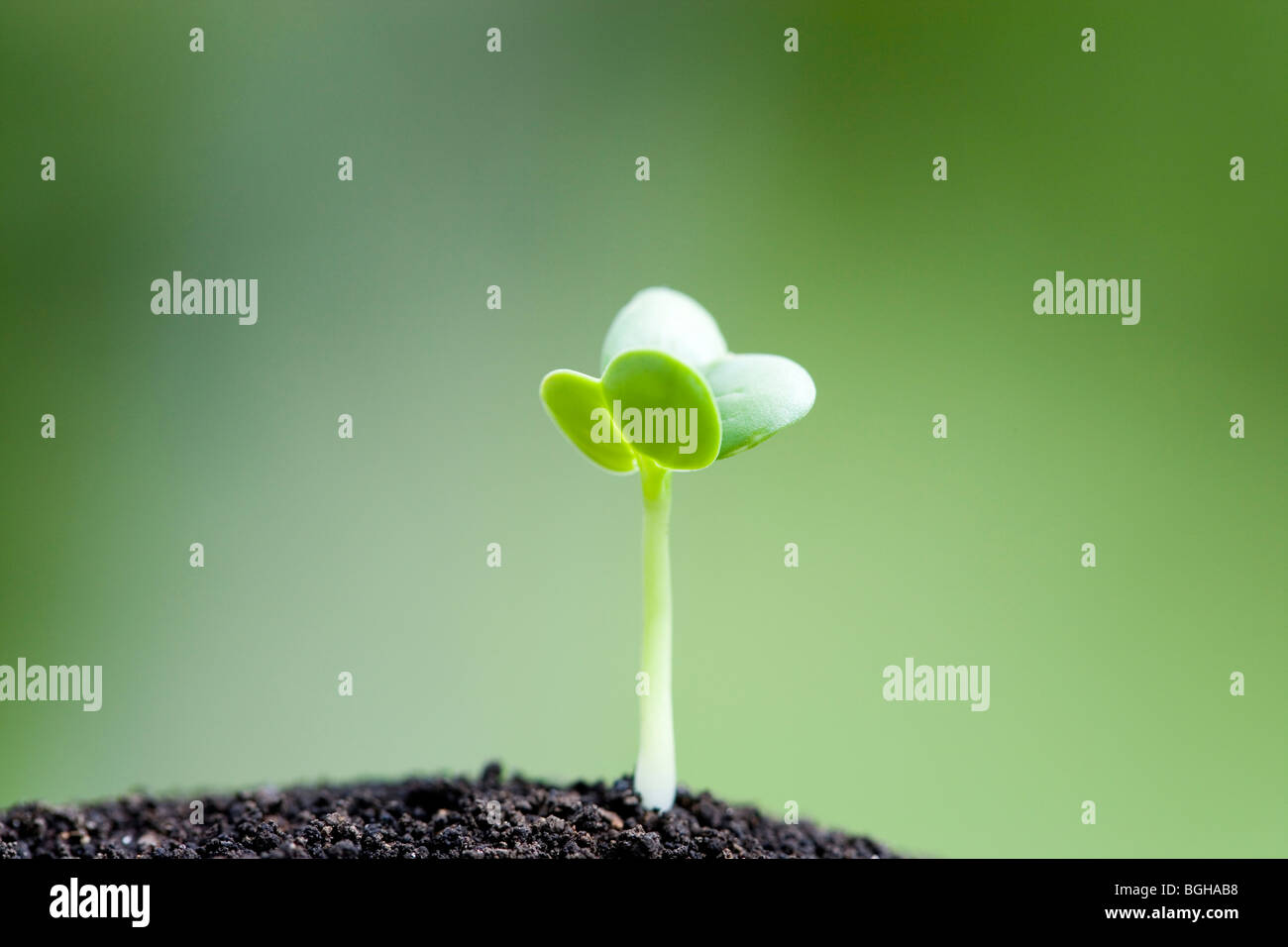 Japanese radish sprout Stock Photo - Alamy