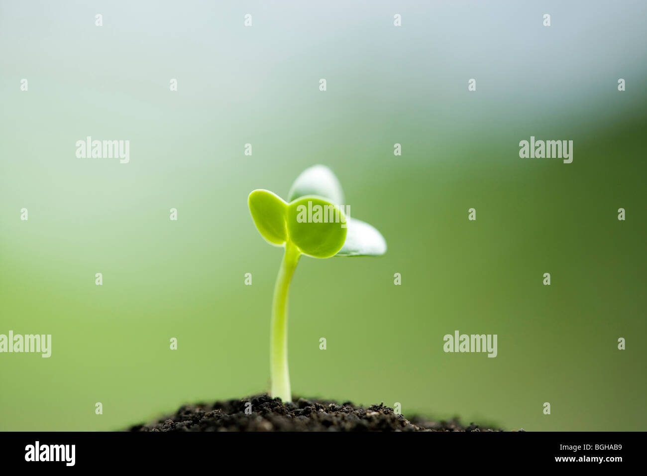Japanese daikon radishes hi-res stock photography and images - Alamy