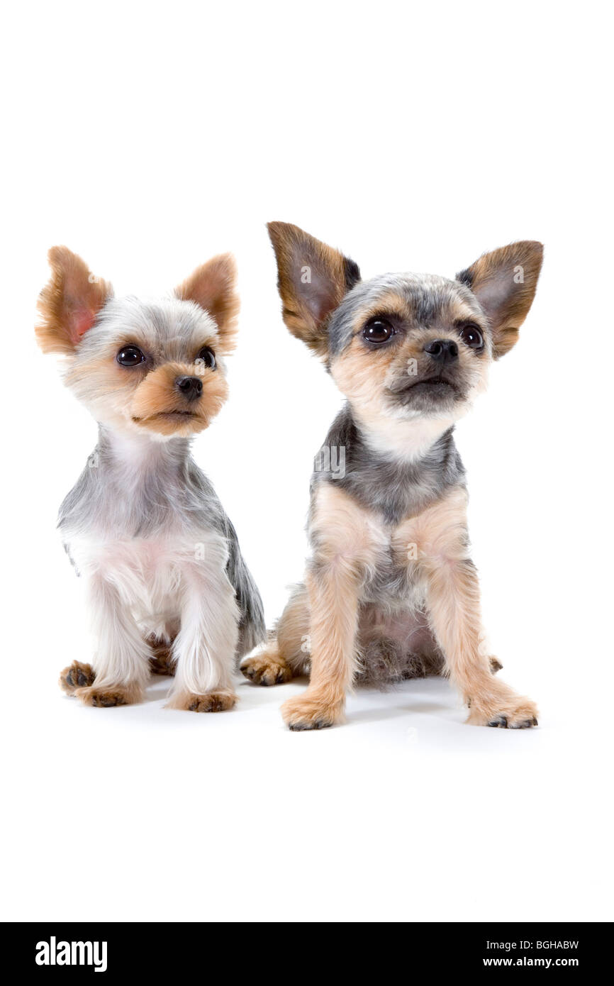 Two cute dogs Stock Photo - Alamy