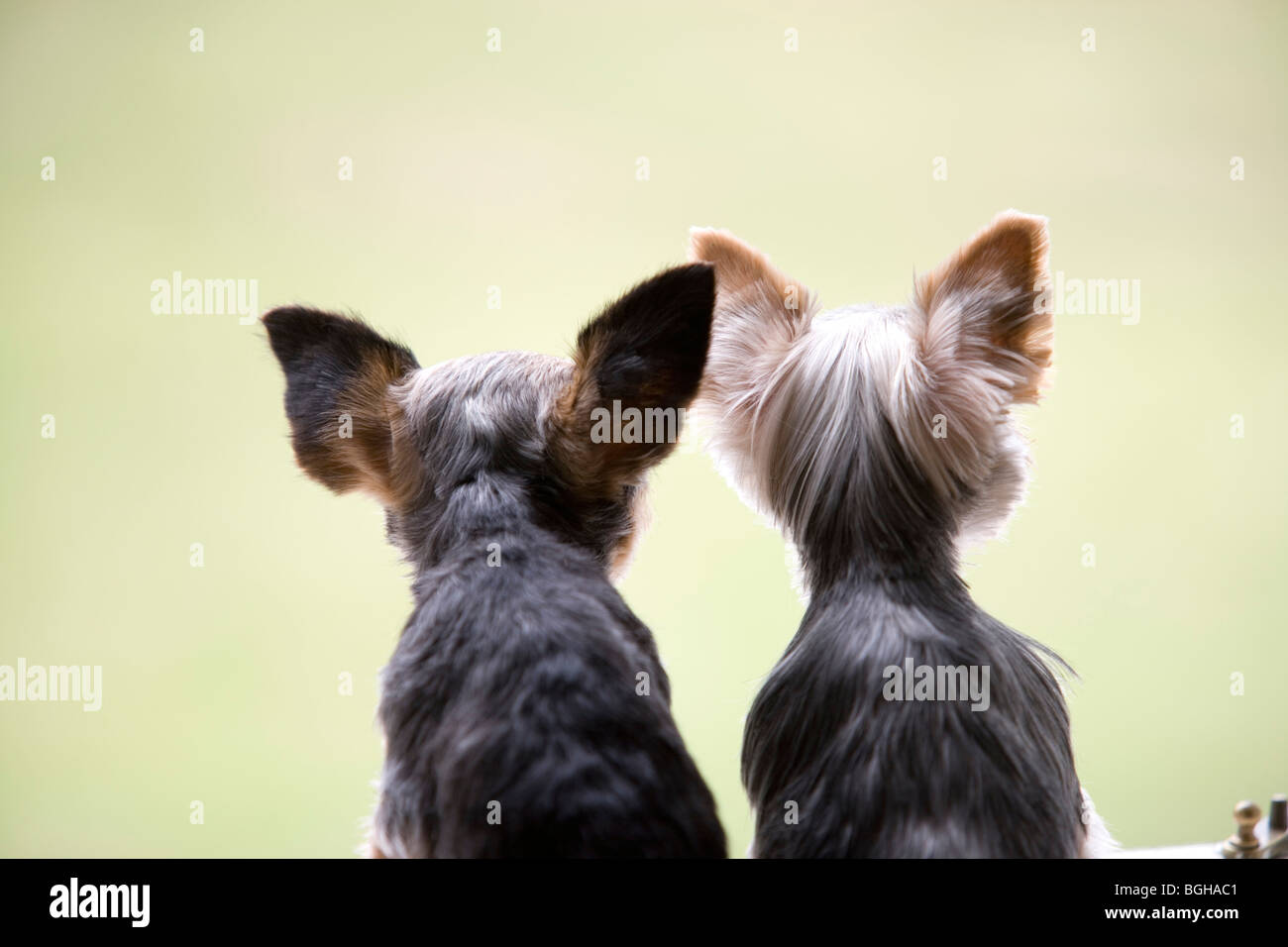 Rear view of two dogs Stock Photo - Alamy