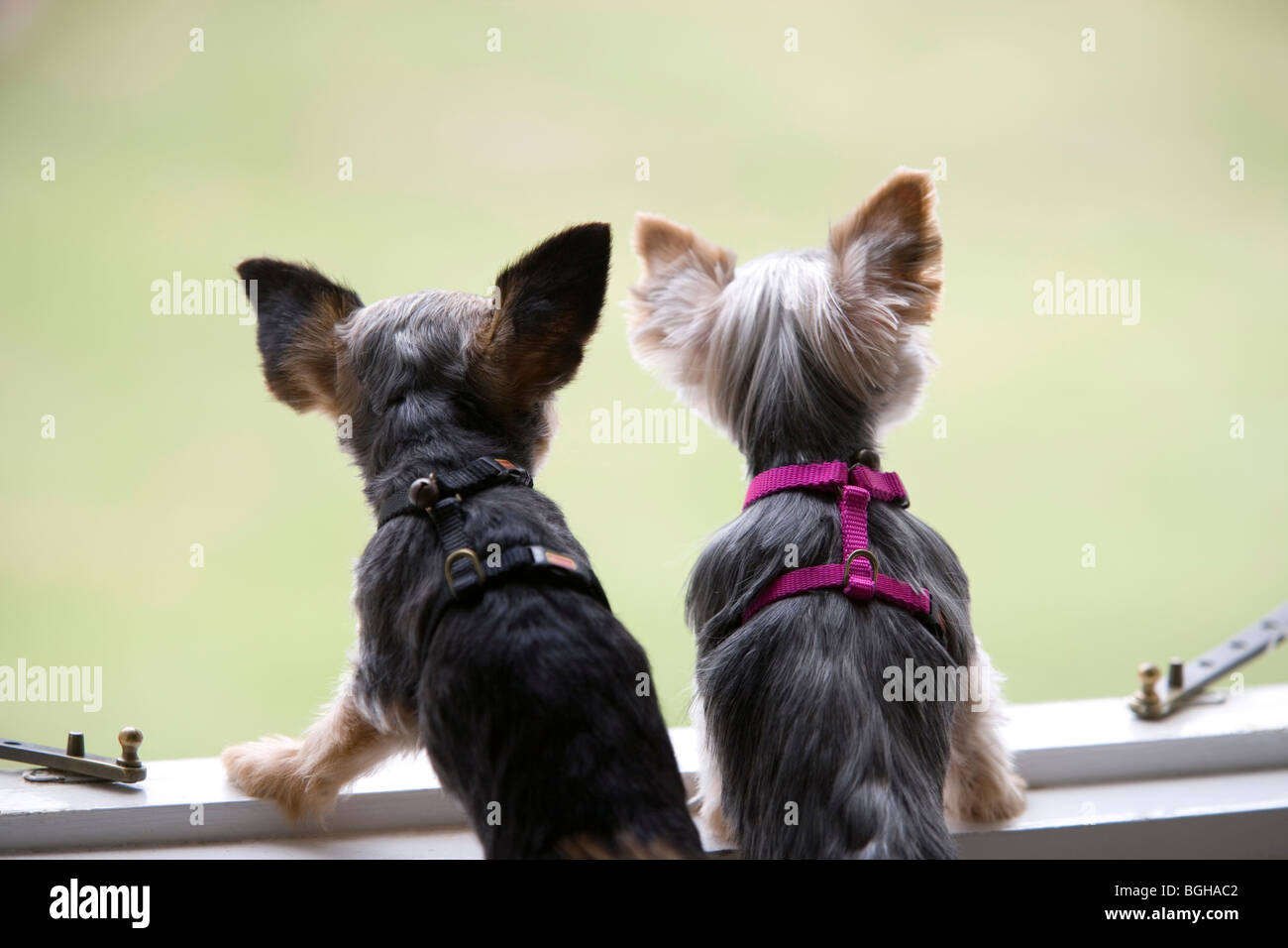 Rear view of two dogs looking out a window Stock Photo - Alamy
