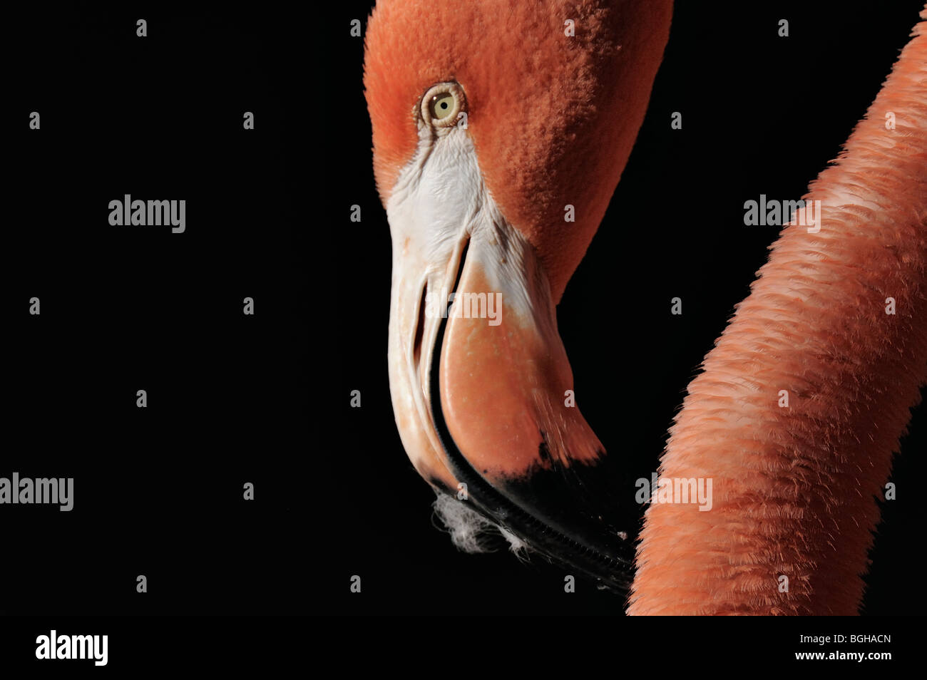Flamingo in the San Diego zoo in California, USA Stock Photo - Alamy