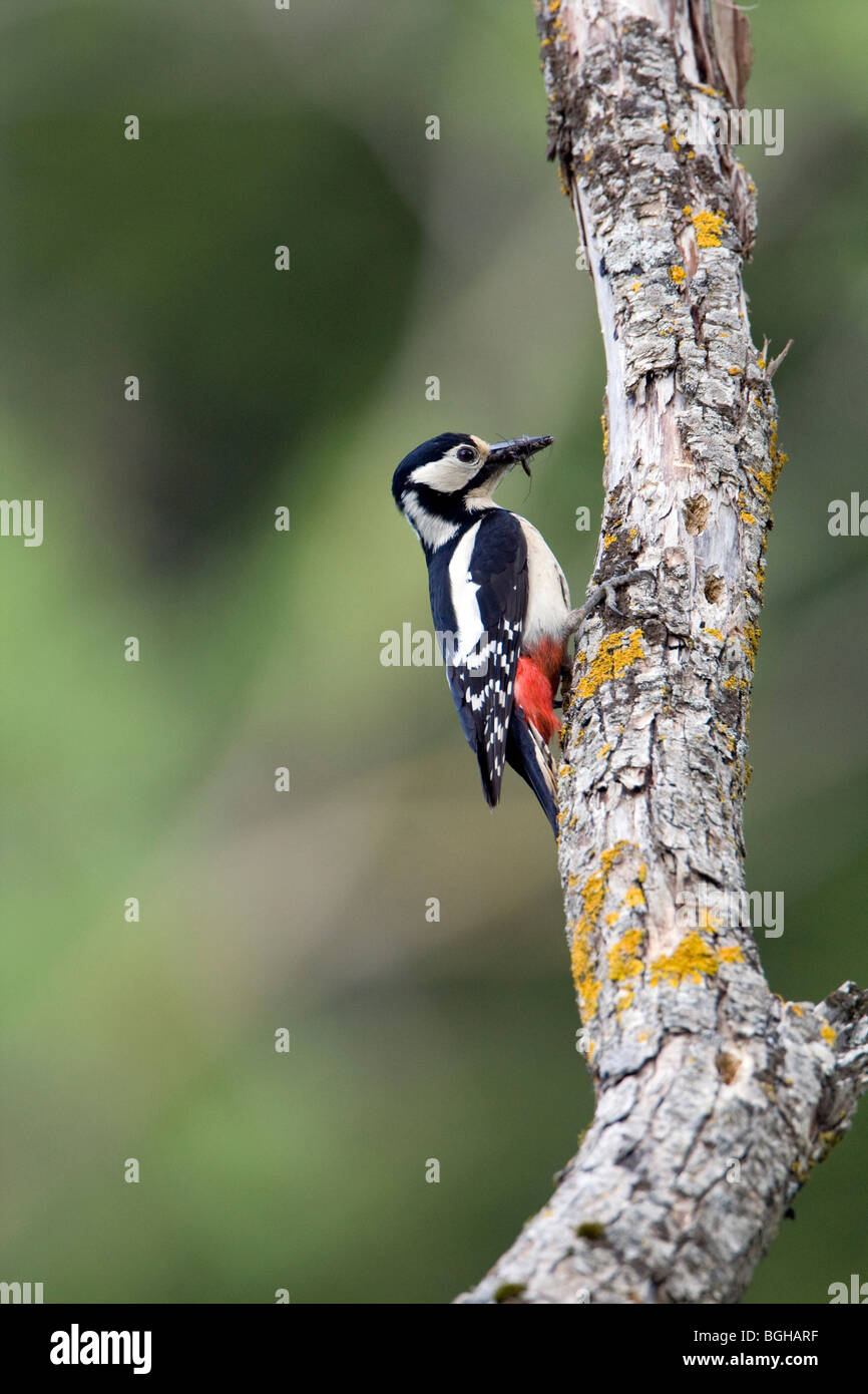 With insects in beak hi-res stock photography and images - Alamy