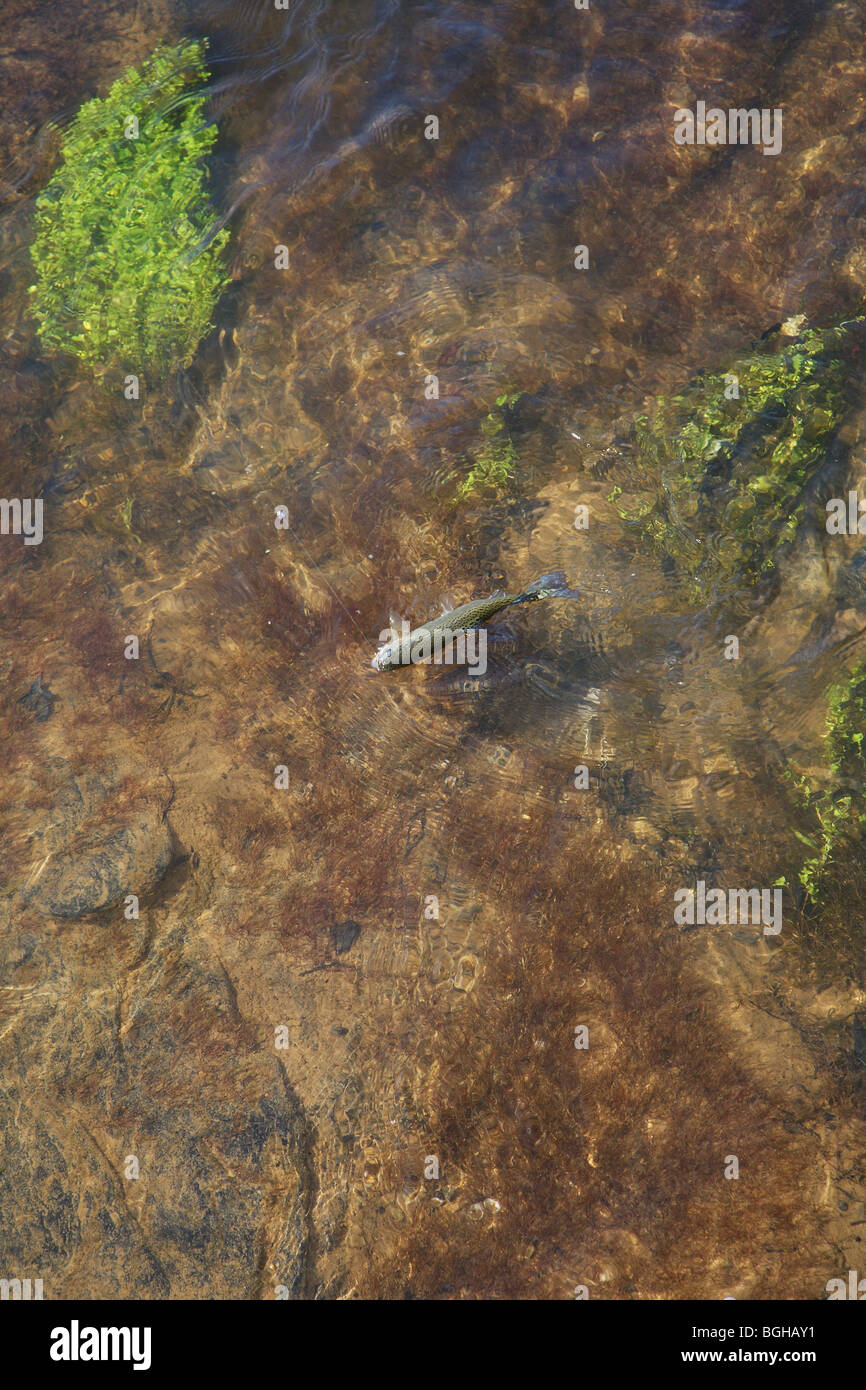 VIEW FROM ABOVE RAINBOW TROUT IN WATER BEING LANDED HOOKED ON FLY LINE ...