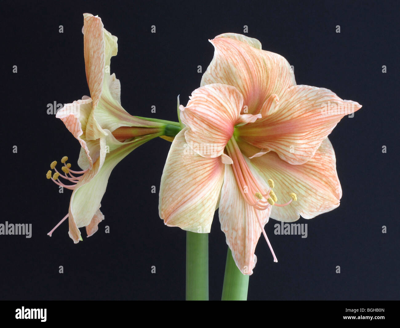 Amaryllis hippeastrum hi-res stock photography and images - Alamy