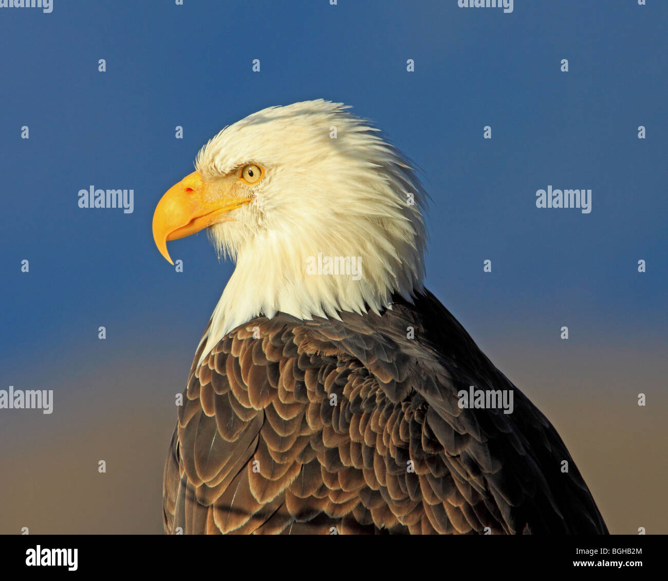 Bald Eagle, head shot, portrait Stock Photo - Alamy