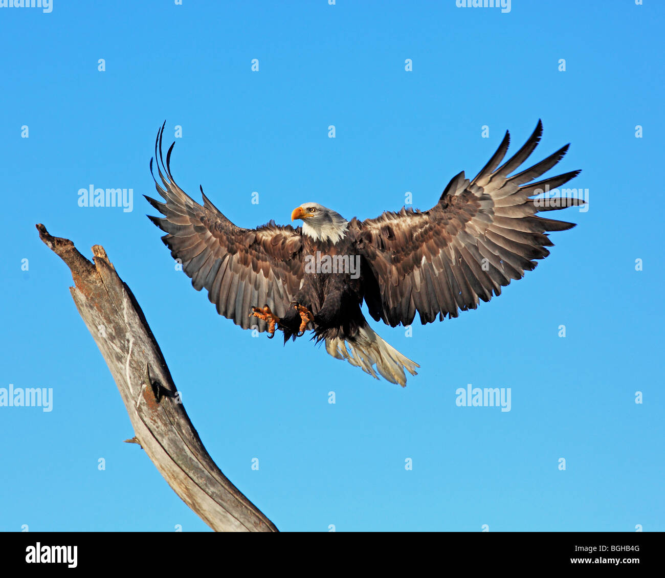 Bald eagle landing hi-res stock photography and images - Alamy