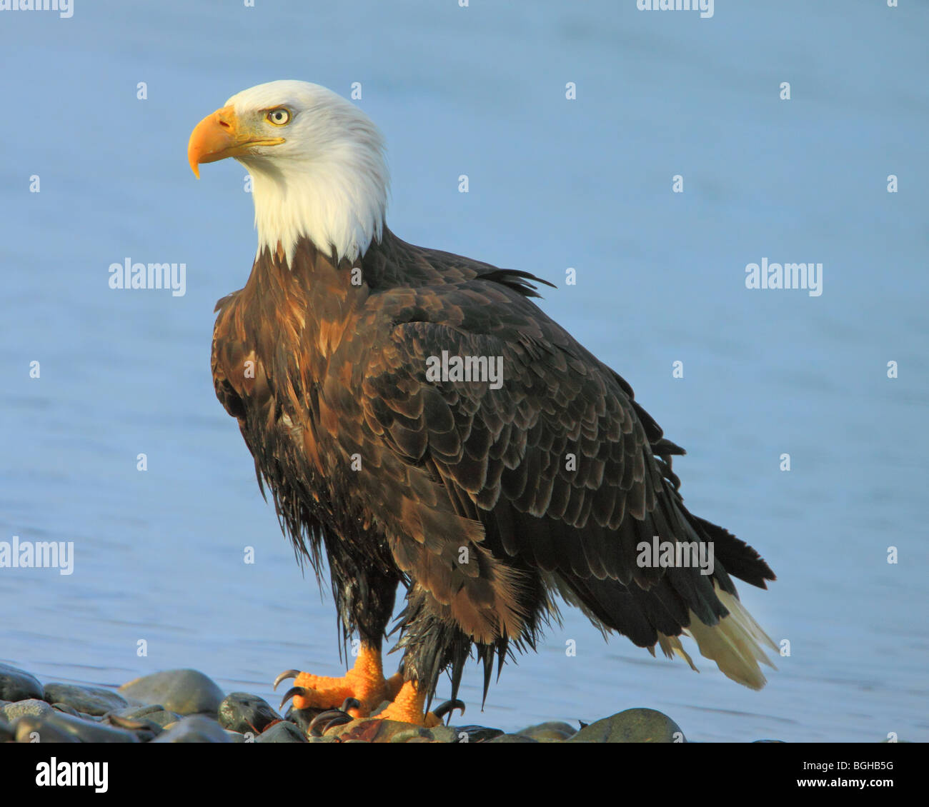Bald Eagle stand on shore line Stock Photo - Alamy