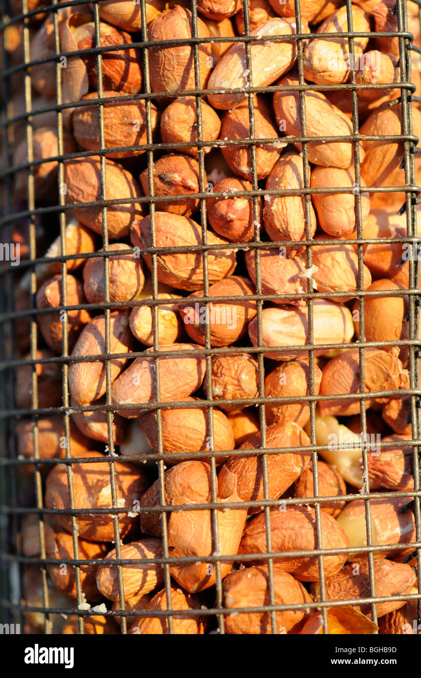 nuts bird feeder garden food peanuts winter hungry wildlife Stock Photo ...