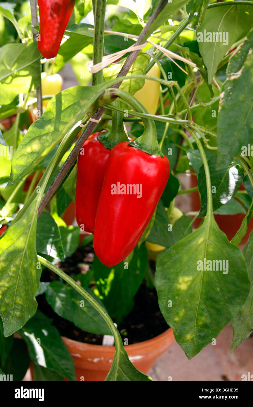 ANTON ROMANIAN SWEET RED PEPPER Stock Photo - Alamy