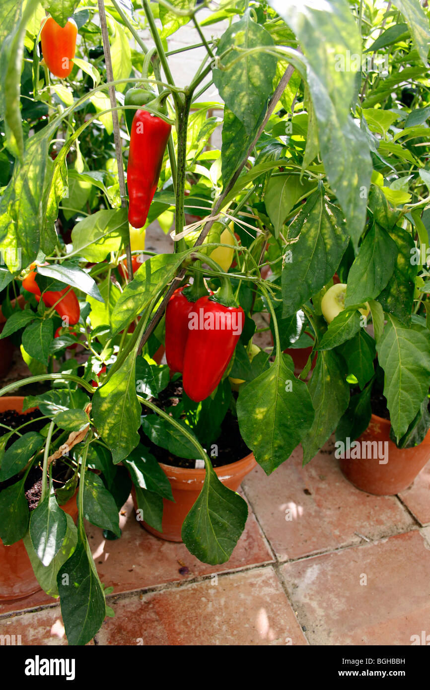 Pepper sweet sunshine hi-res stock photography and images - Alamy