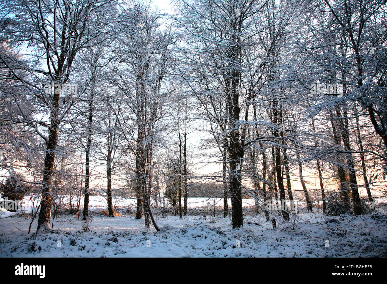 Snow covered woodland in Norfolk UK Stock Photo - Alamy