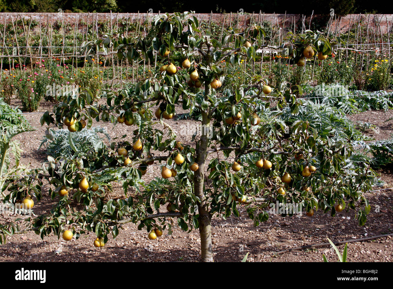 ESPALIER PEAR TREE IN VICTORIAN WALLED GARDEN Stock Photo - Alamy