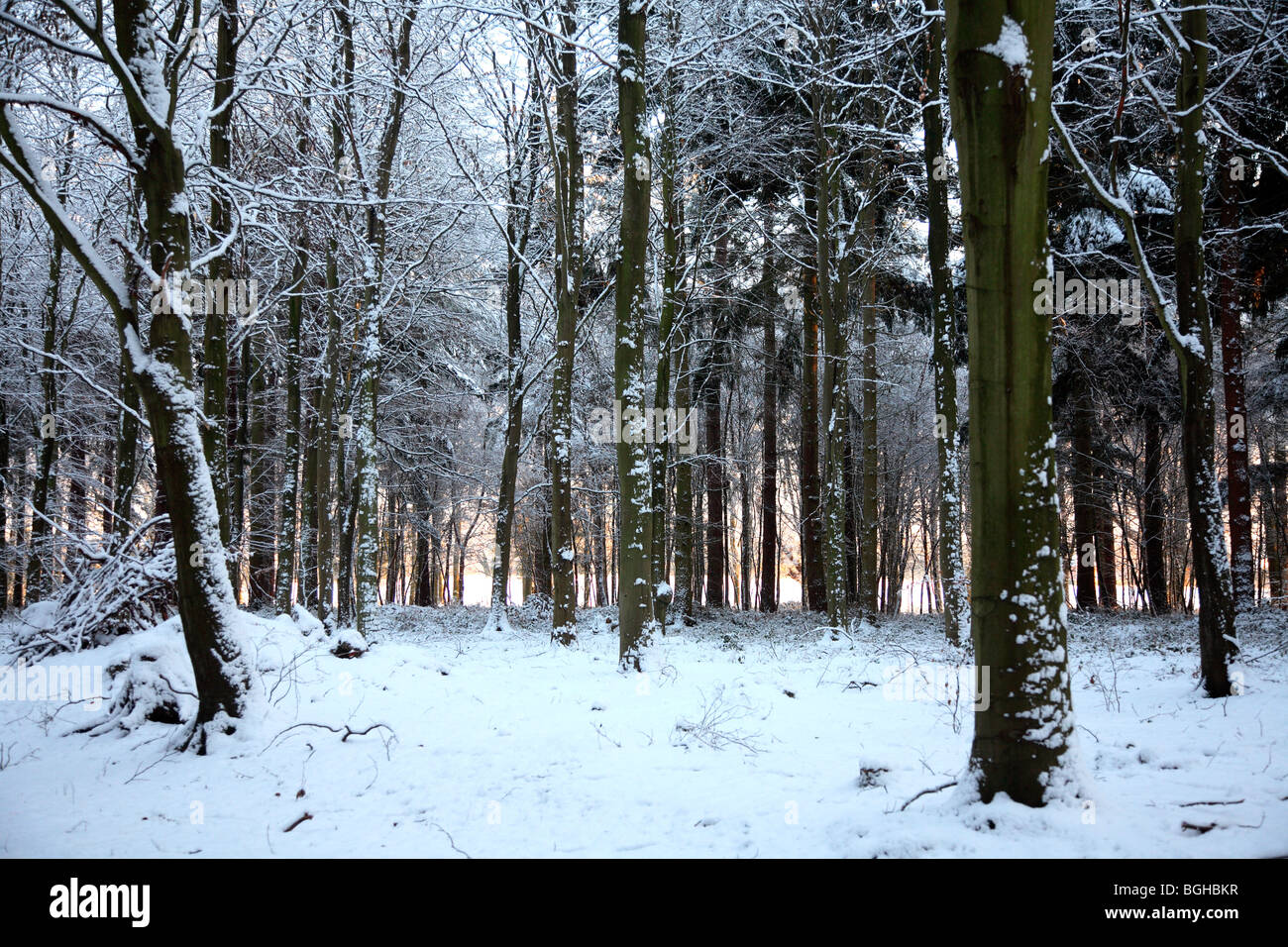Snow covered woodland in Norfolk UK Stock Photo - Alamy