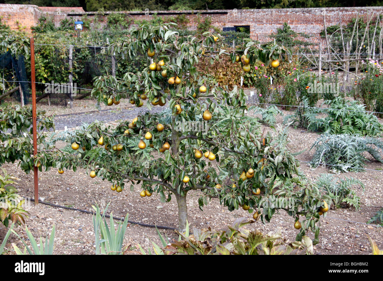 Conference Pear Tree High Resolution Stock Photography and Images - Alamy