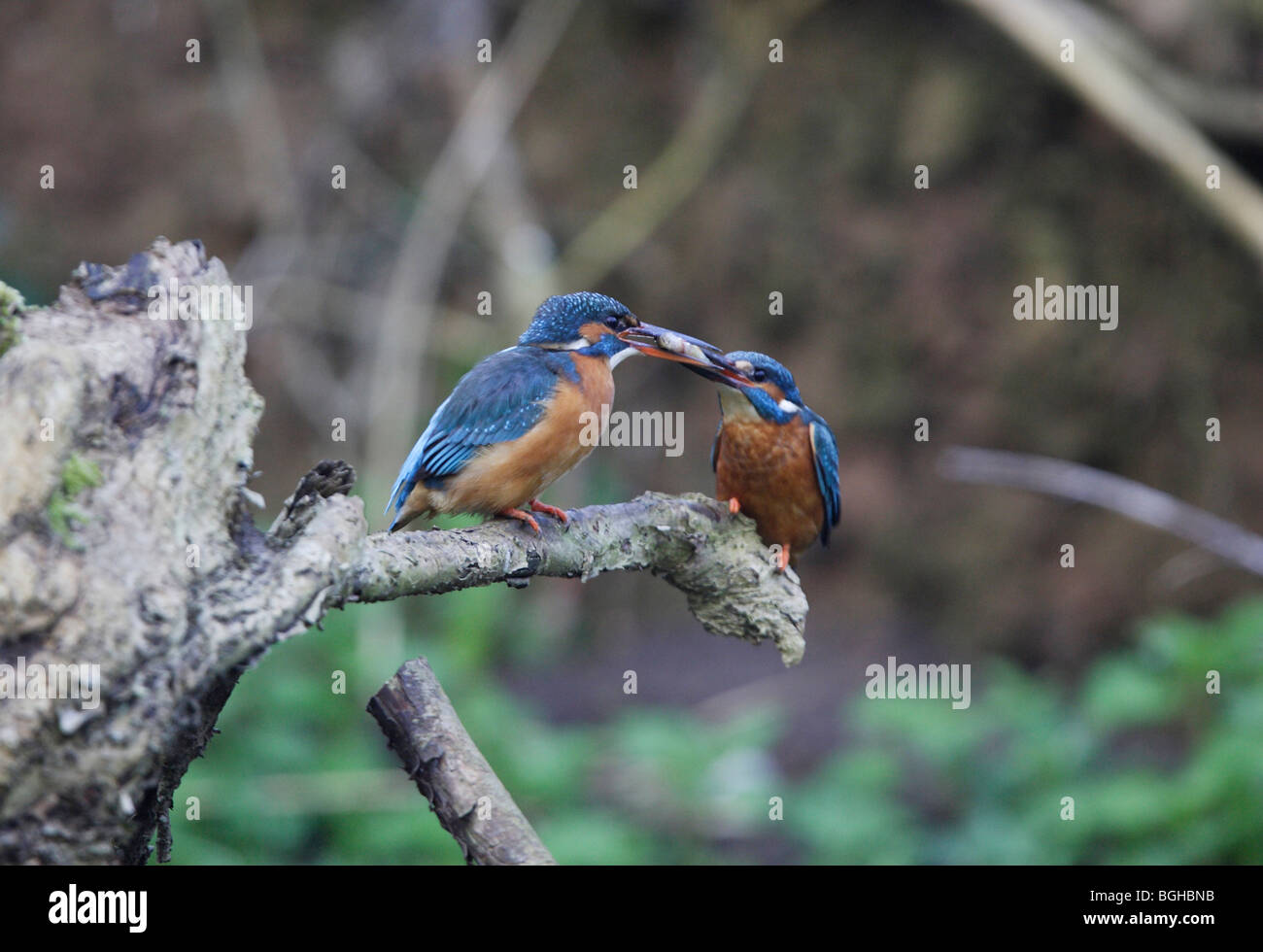 Male and female kingfisher hi-res stock photography and images - Alamy