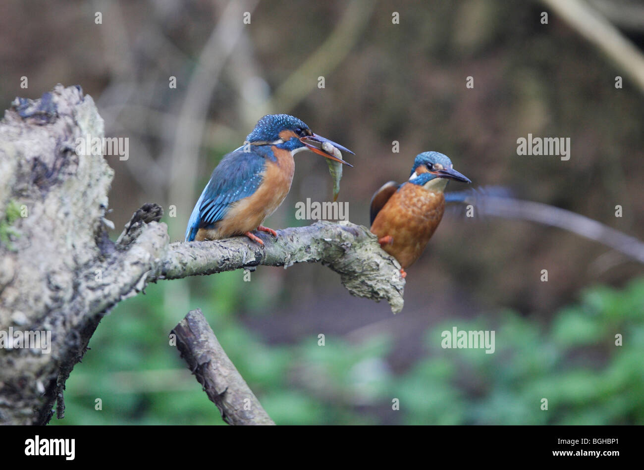 Male and female kingfisher hi-res stock photography and images - Alamy