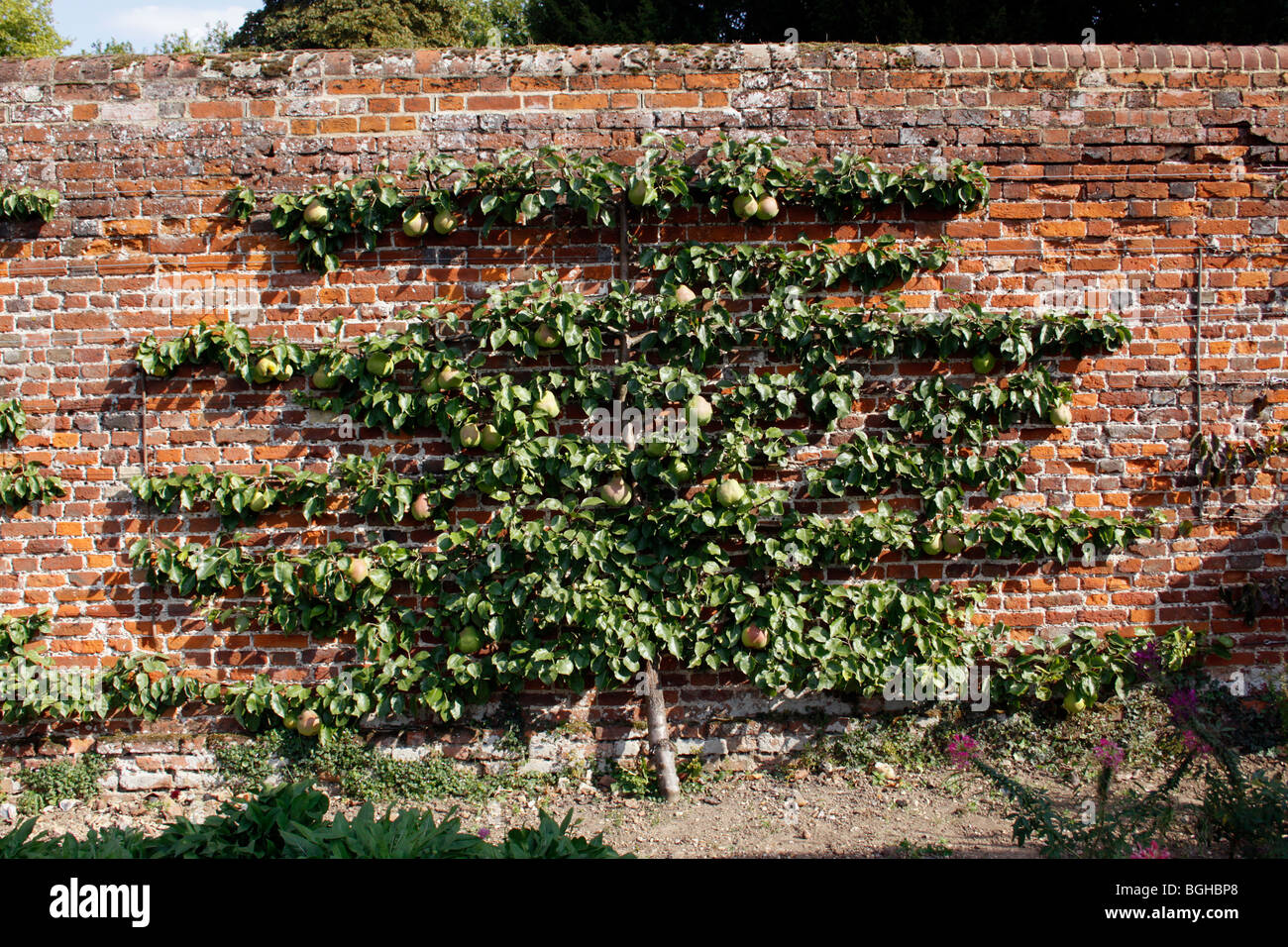 ESPALIER PEAR TREE IN A VICTORIAN WALLED GARDEN Stock Photo - Alamy
