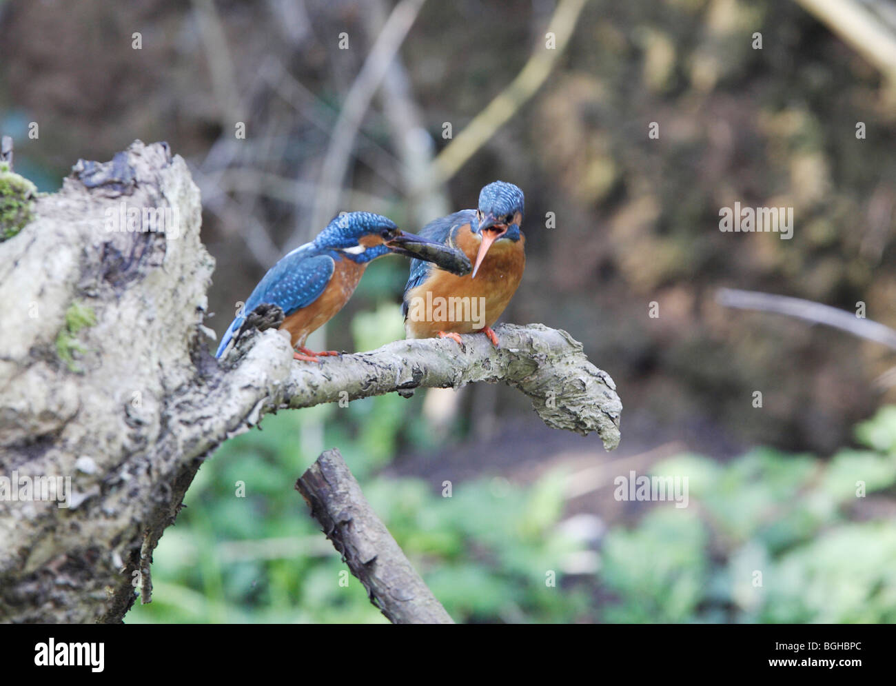 Male and female kingfisher hi-res stock photography and images - Alamy
