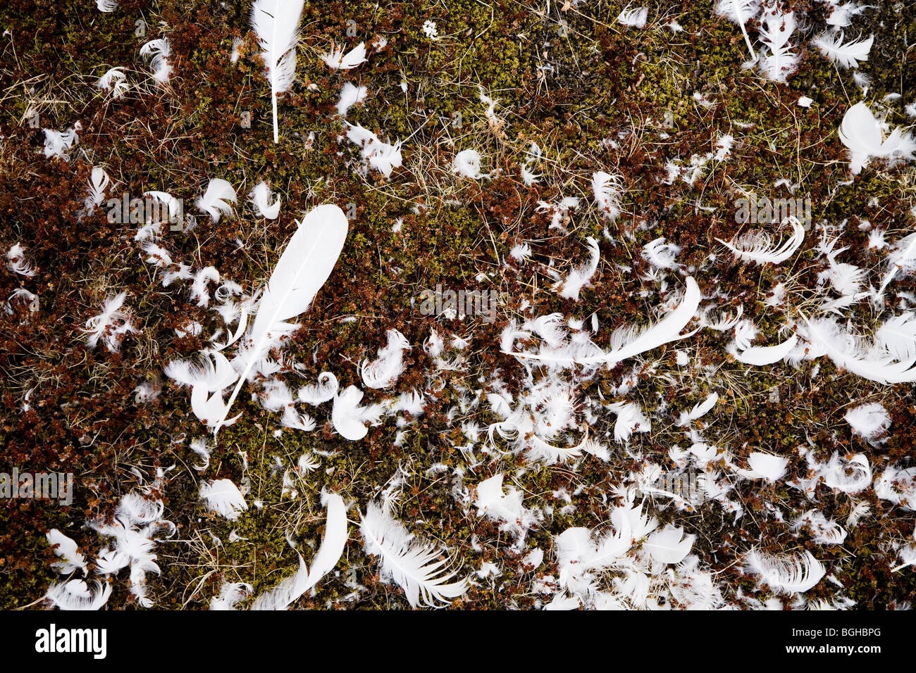 Dead swan hi-res stock photography and images - Alamy