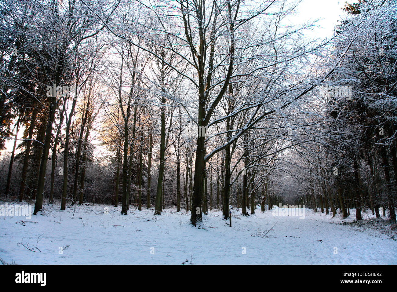 Snow covered woodland in Norfolk UK Stock Photo - Alamy