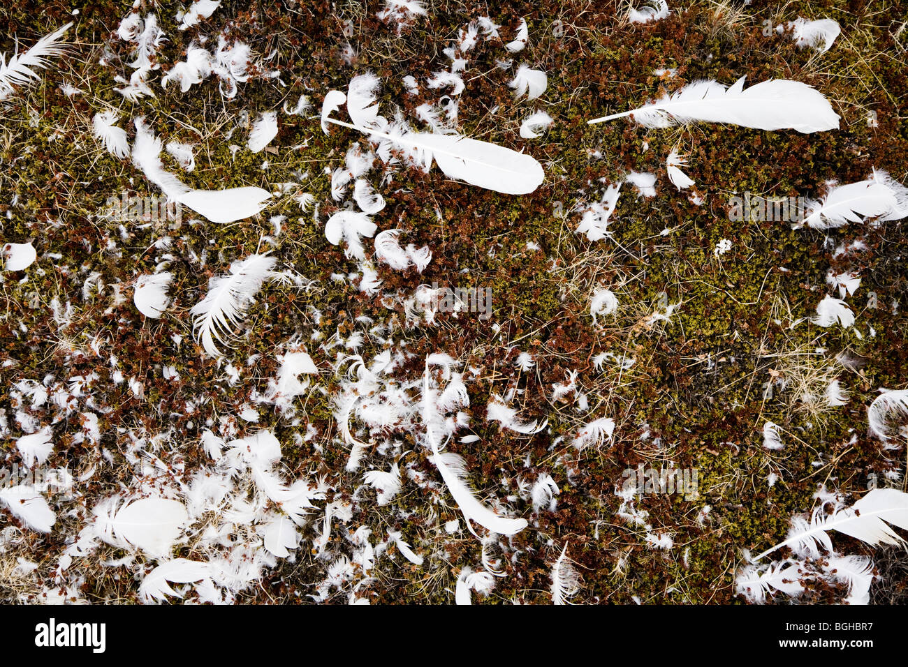 Dead swan hi-res stock photography and images - Alamy