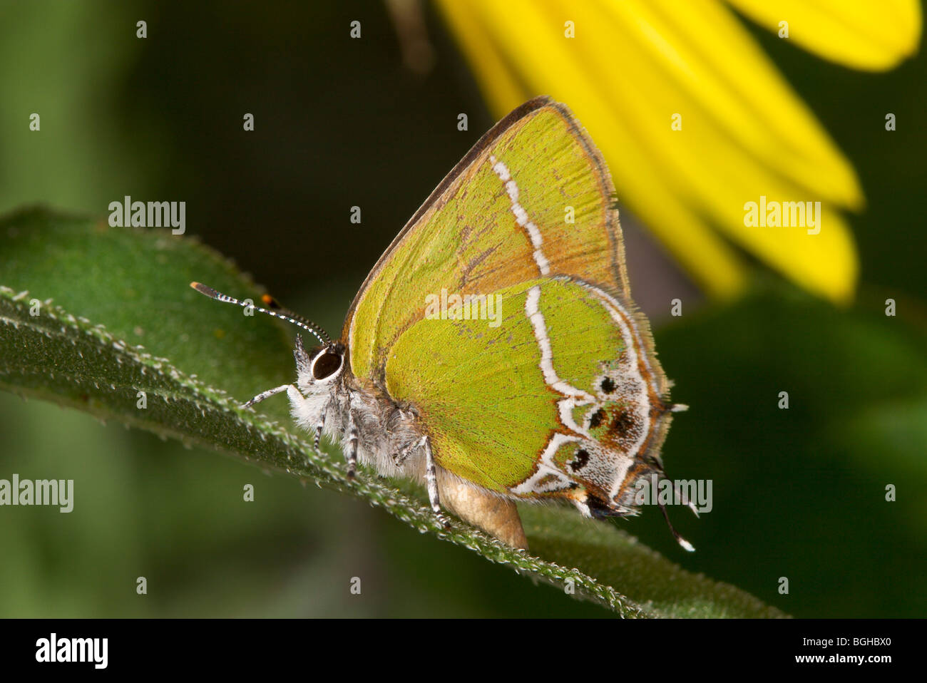Xami hi-res stock photography and images - Alamy