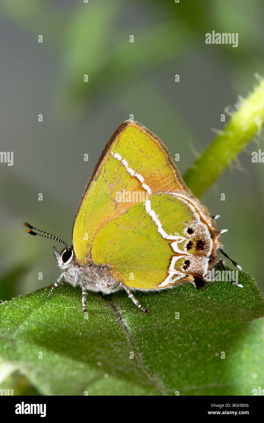 Xami hi-res stock photography and images - Alamy