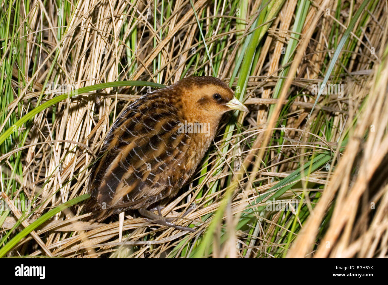 Yellow Rail Adult Male Stock Photo - Alamy