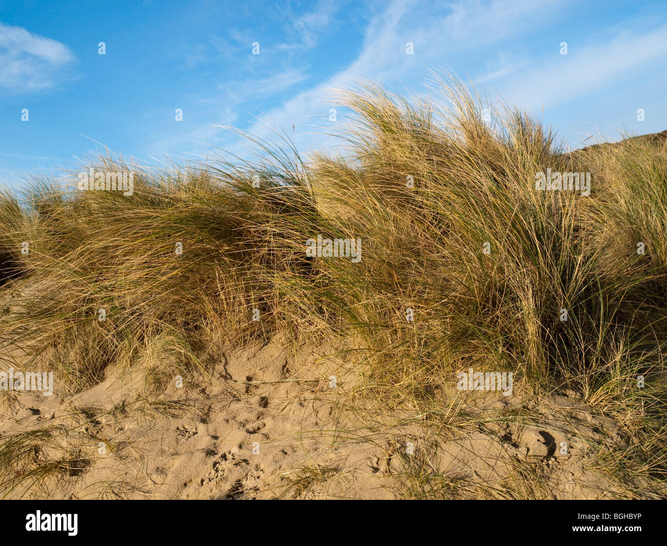 Grass growing beach sky beach hi-res stock photography and images - Alamy