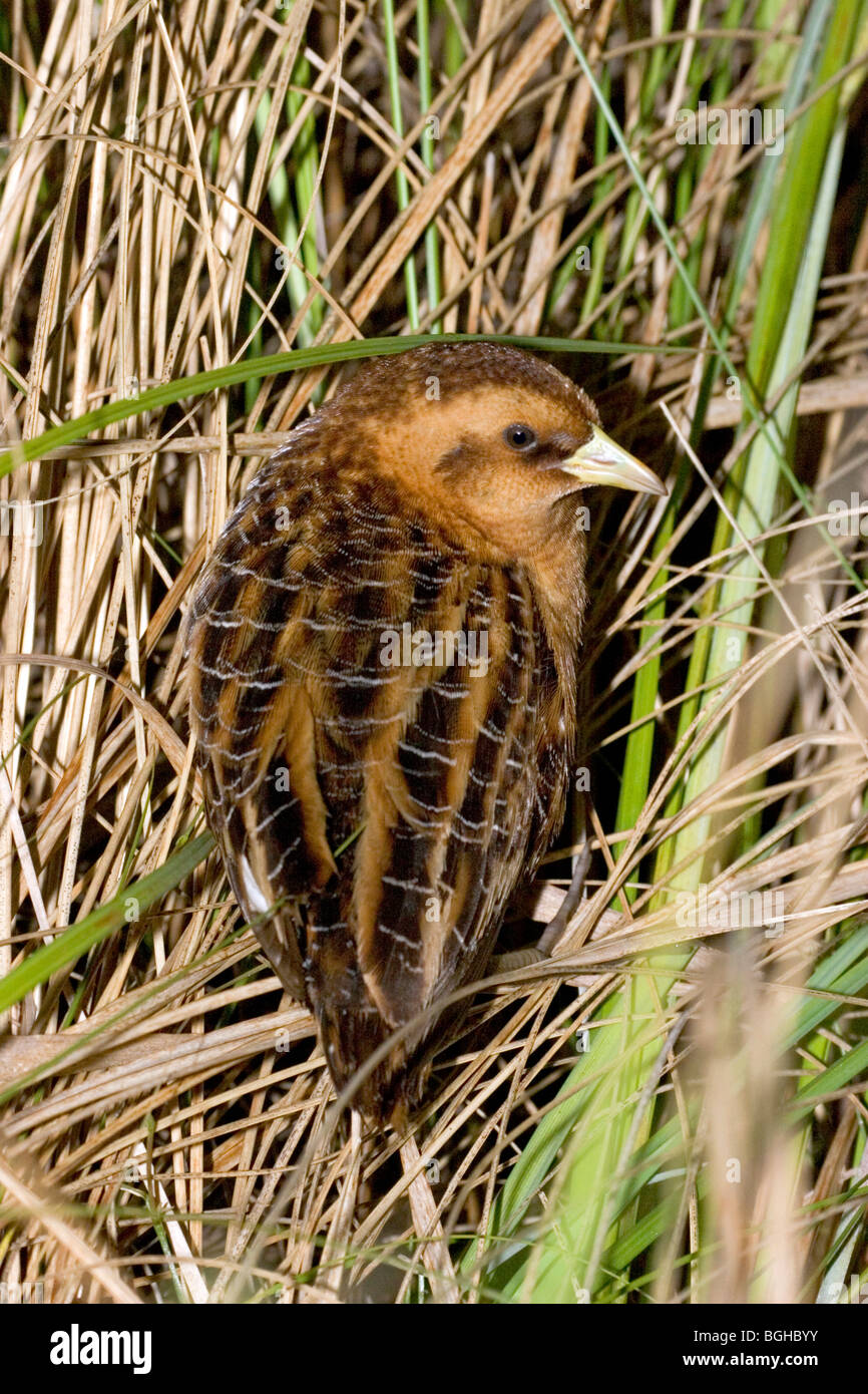 Yellow Rail Adult Male Stock Photo - Alamy