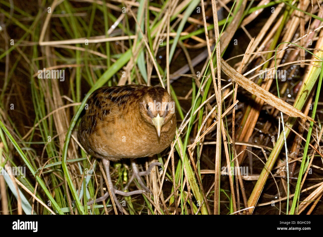 Yellow Rail Adult Male Stock Photo - Alamy