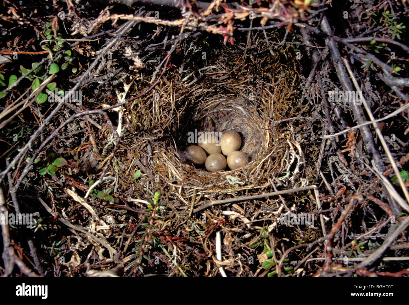 Yellow wagtail nest eggs hi-res stock photography and images - Alamy