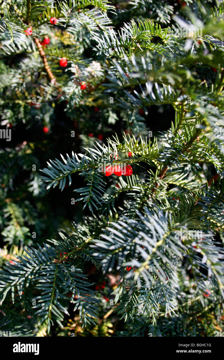 Yew Tree Berries High Resolution Stock Photography and Images - Alamy