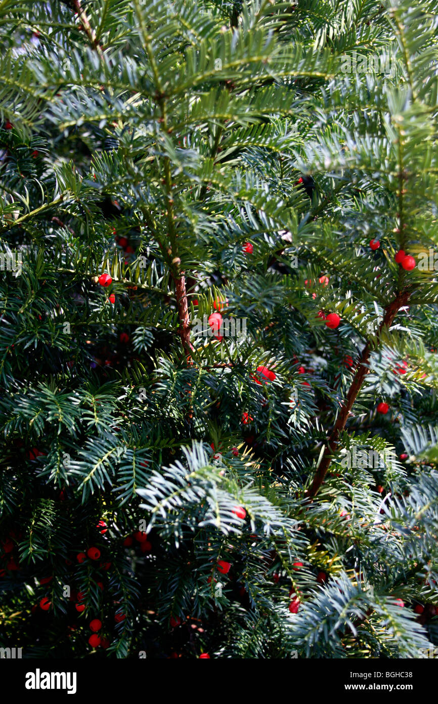Yew tree berries hi-res stock photography and images - Alamy