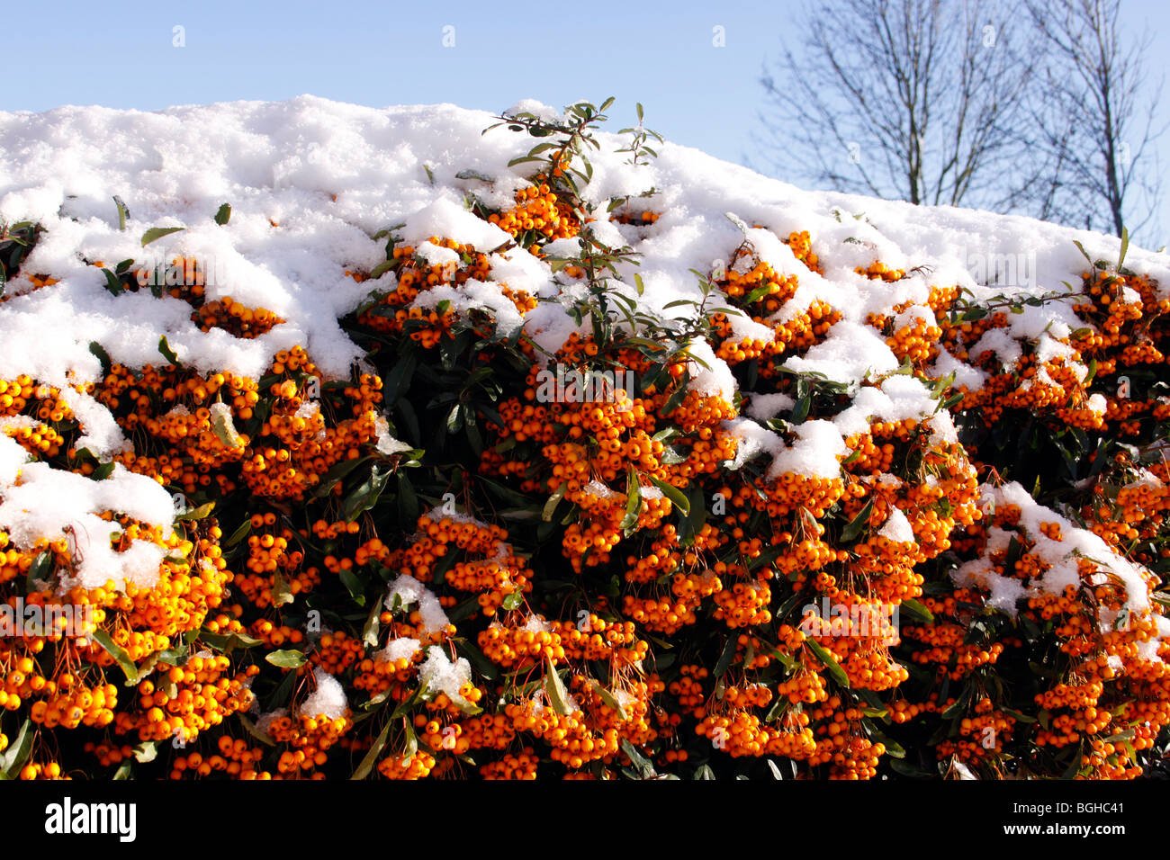 Pyracantha hedge hi-res stock photography and images - Alamy