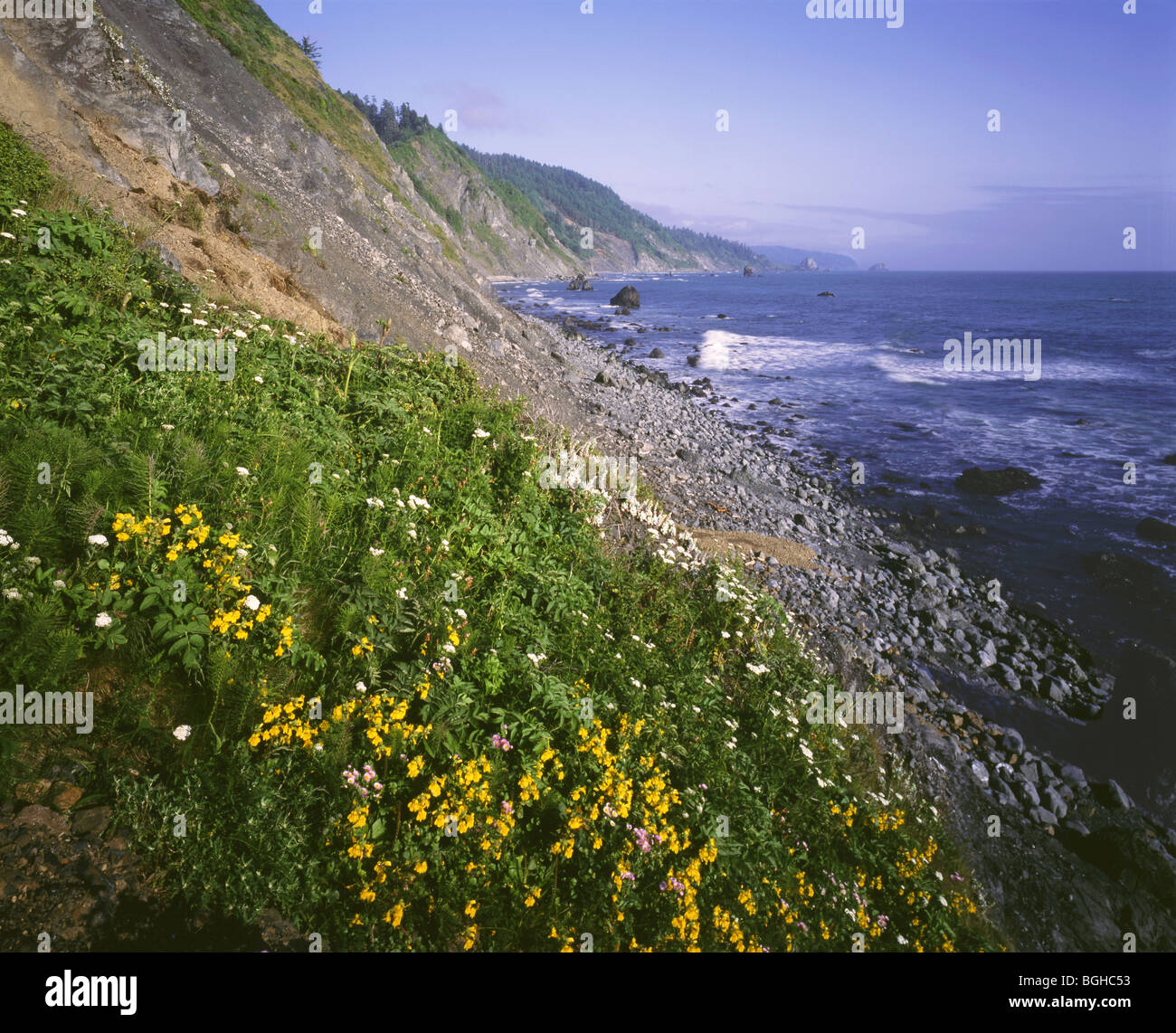 Coast redwoods hi-res stock photography and images - Alamy