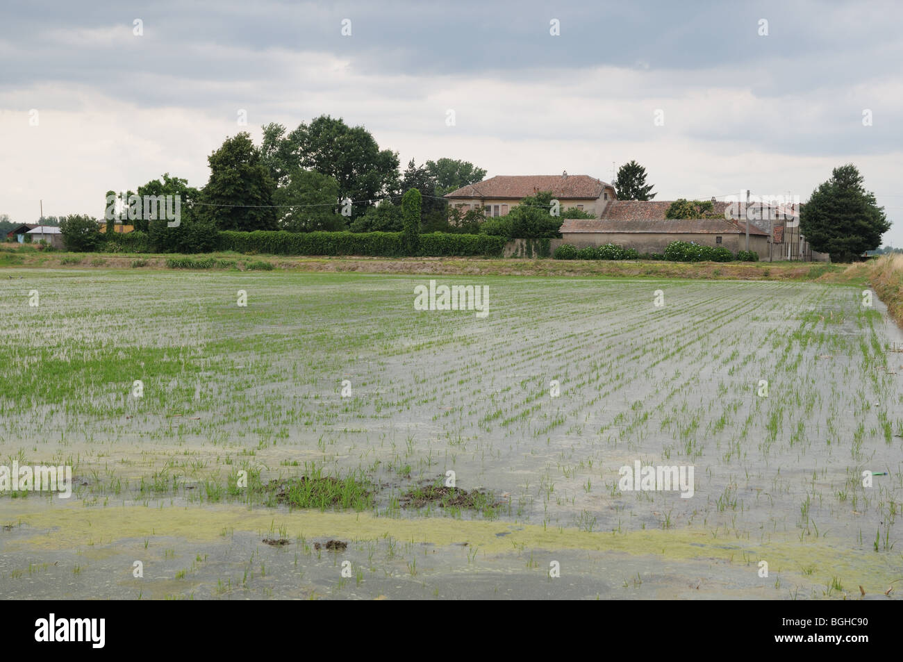 Farm building and rice paddy fields with green rice stalks showing ...
